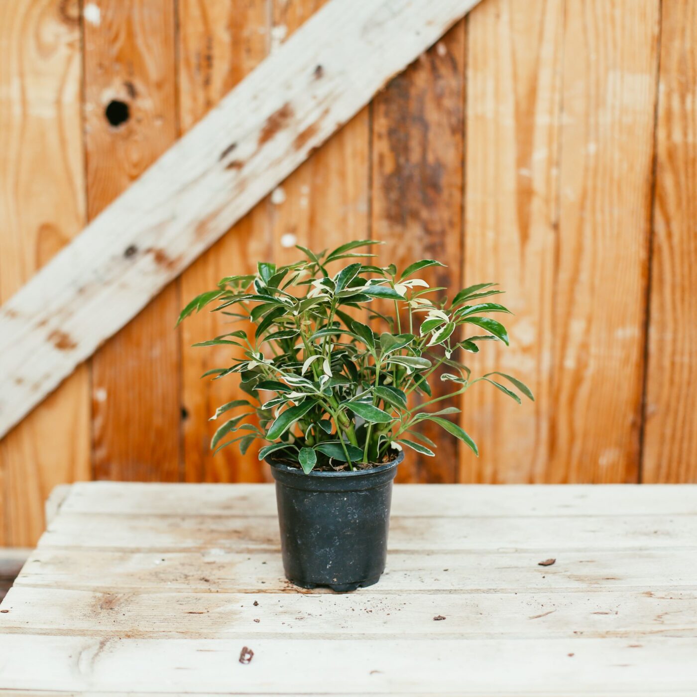 Arboricola, Trinette - Campbell's Nursery