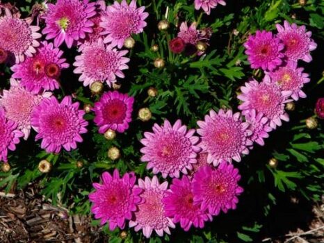 Argyranthemum, Sassy Double Deep Rose - Campbell's Nursery
