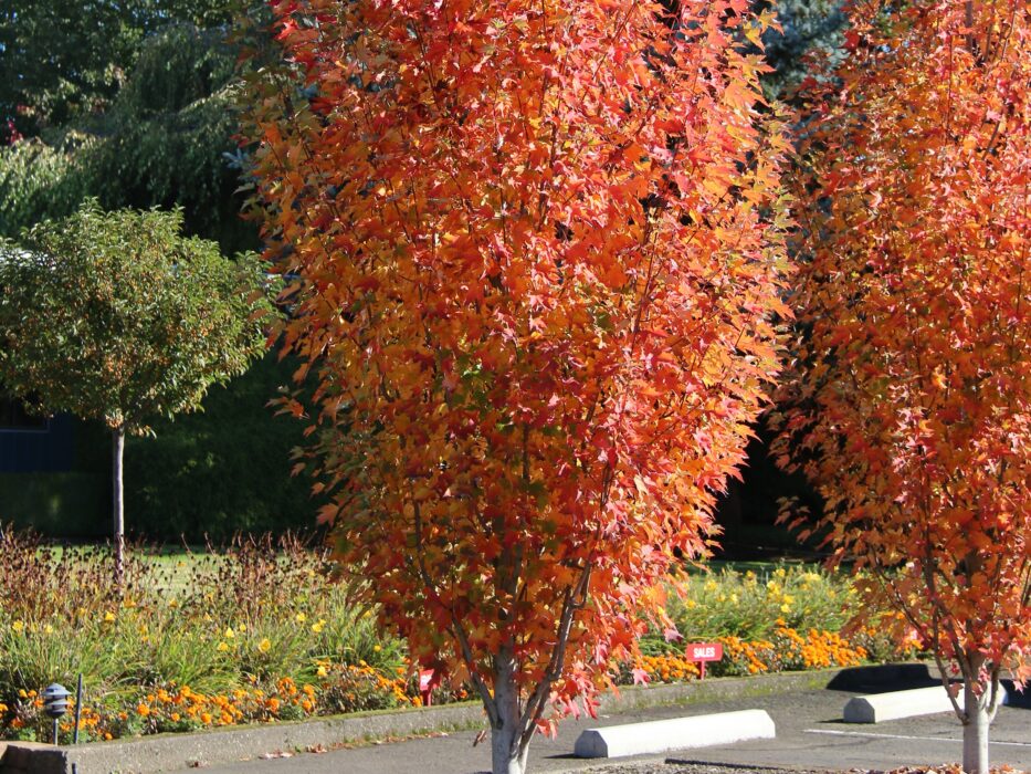 Maple, Red Armstrong Gold - Campbell's Nursery
