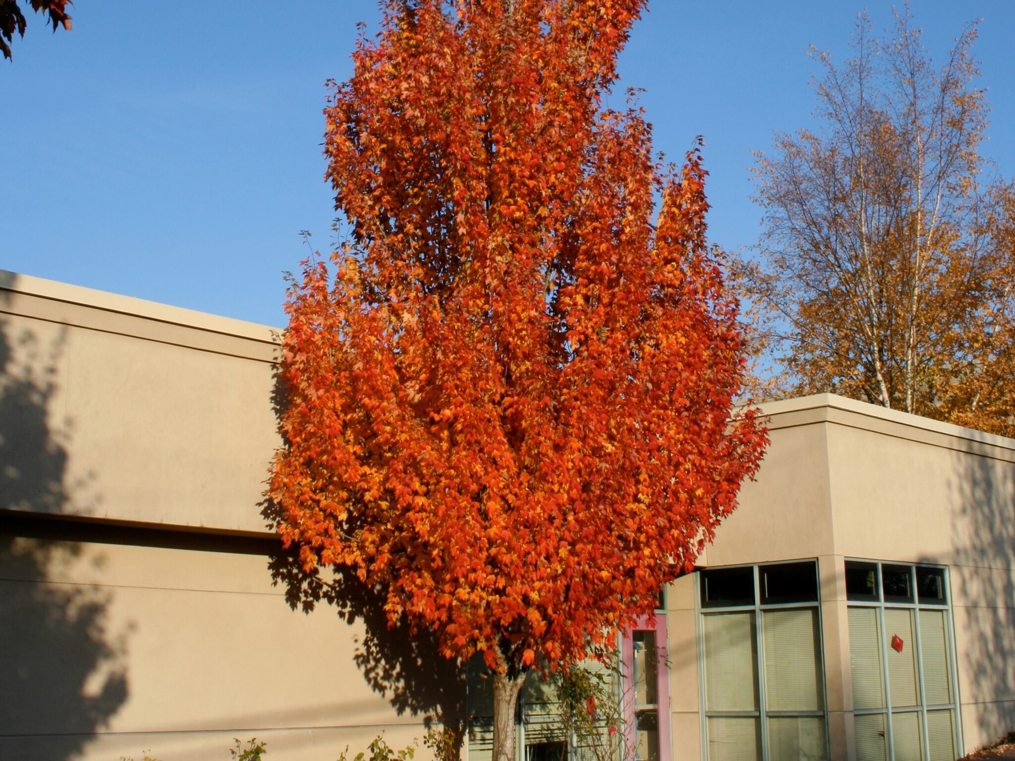 Maple, Red Armstrong Columnar - Campbells Nursery