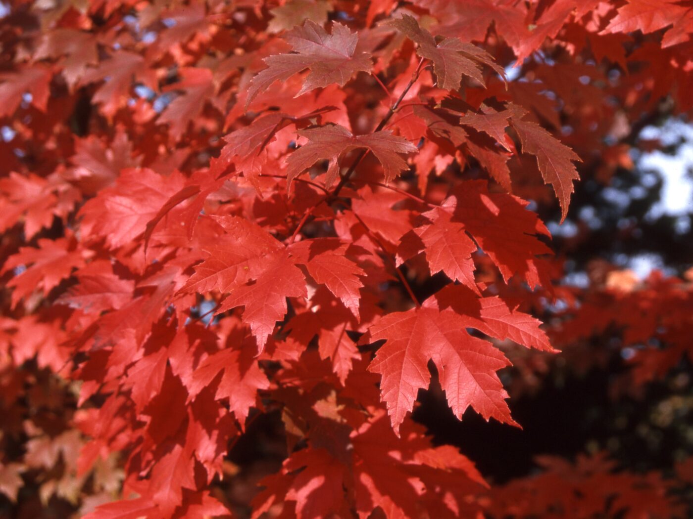 Maple, Freeman Autumn Blaze - Campbell's Nursery