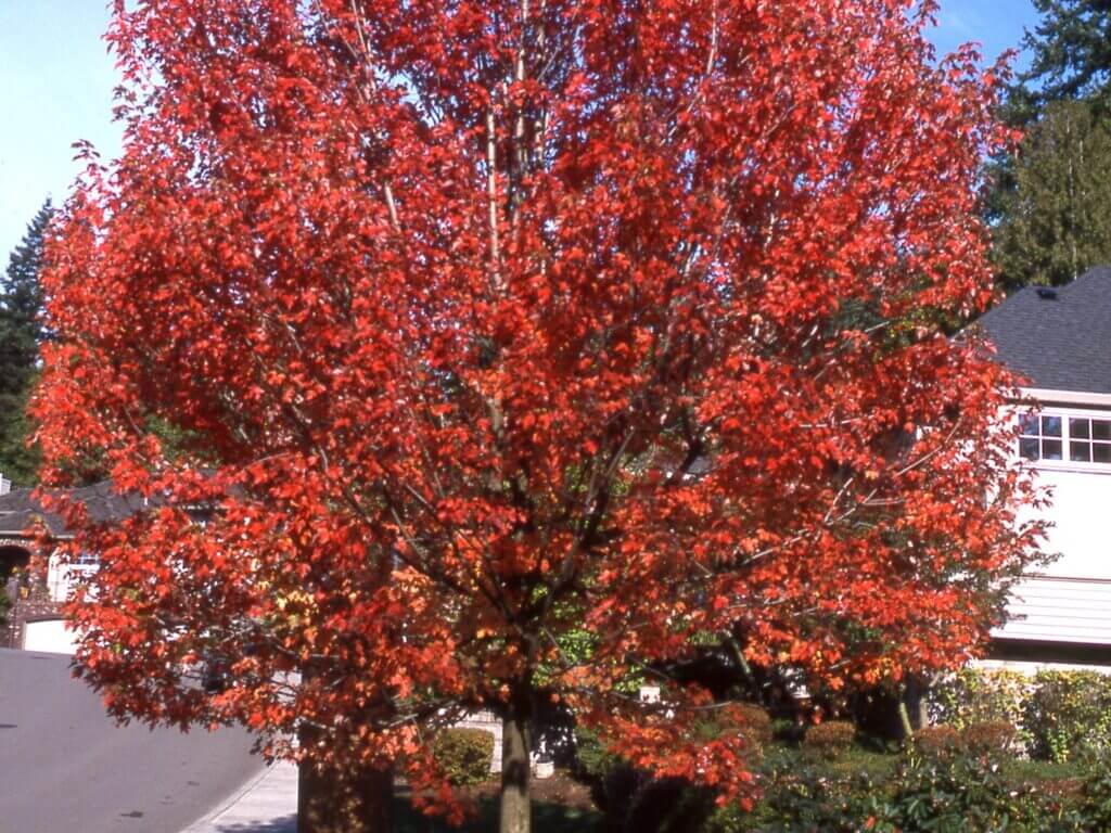 Maple, Freeman Autumn Blaze - Campbell's Nursery