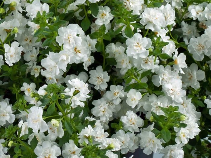 Bacopa, Double Snowball - Campbell's Nursery