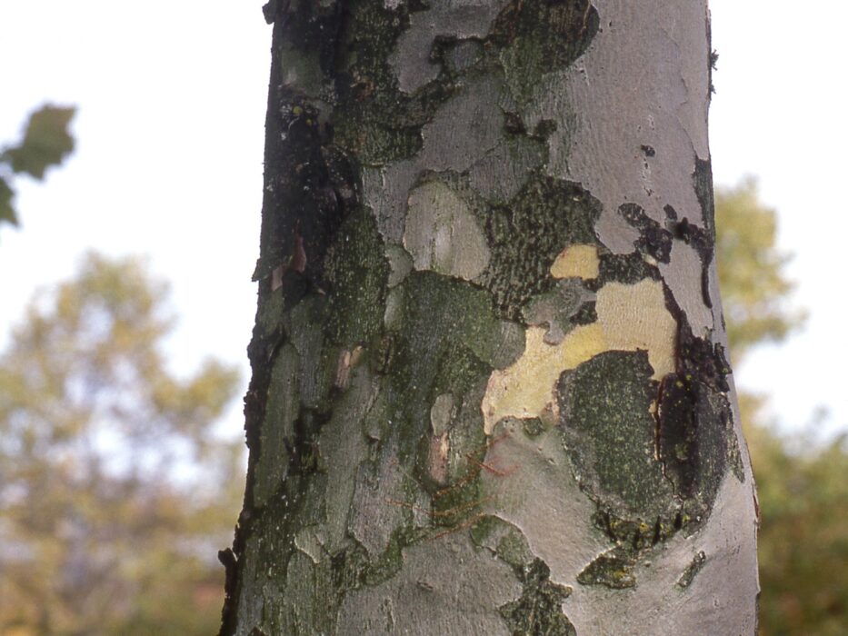 Plane Tree, London Bloodgood - Campbell's Nursery