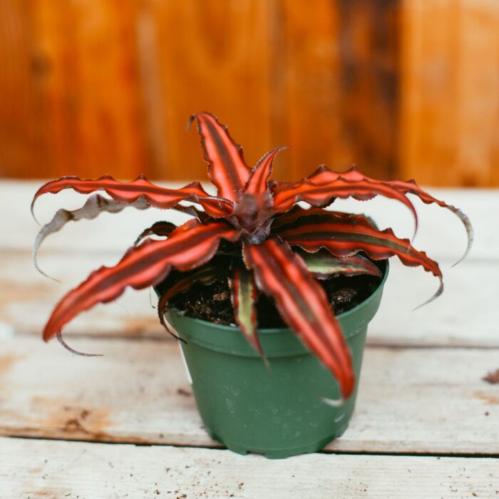 Bromeliad, Earth Star - Campbell's Nursery