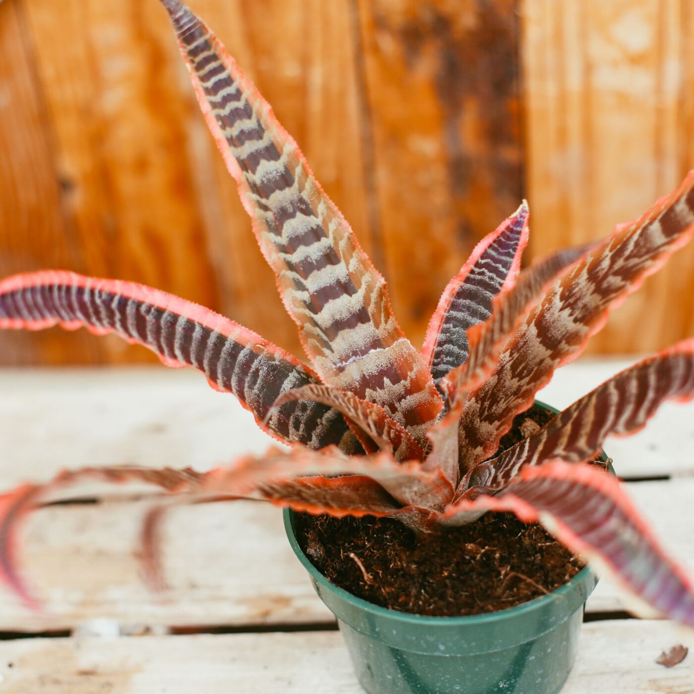 Bromeliad, Earth Star 'Elaine' - Campbell's Nursery