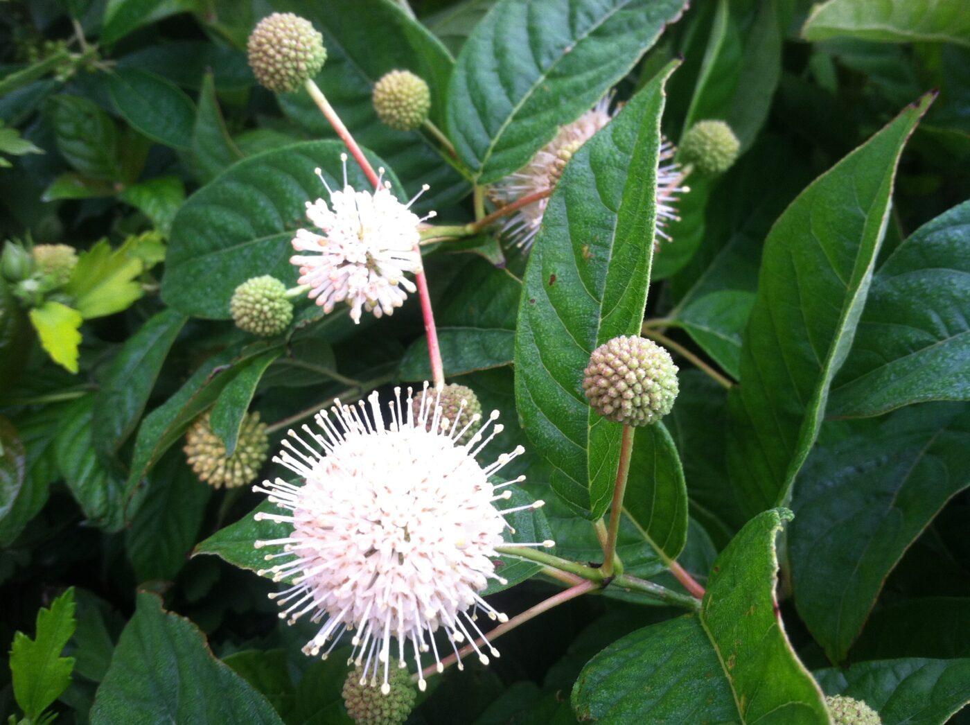 Landscaping & Gardening Blog | Campbell's Nursery