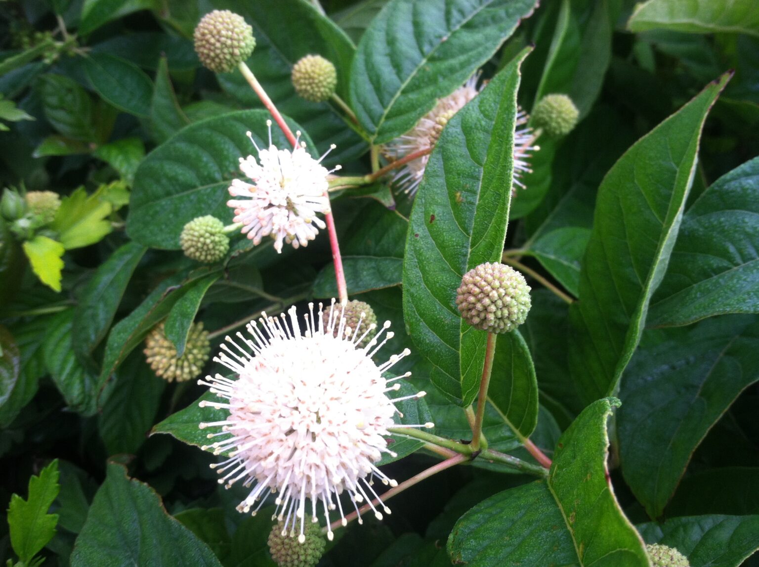 Buttonbush, Sugar Shack - Campbell's Nursery