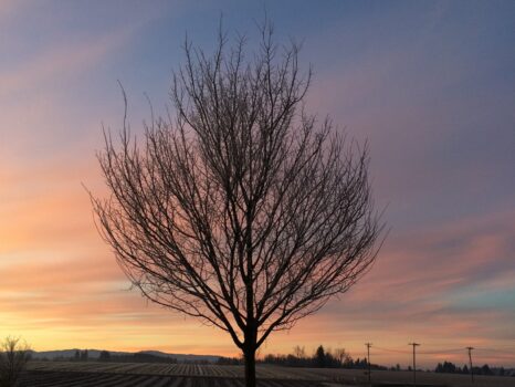 Zelkova, City Sprite - Campbell's Nursery