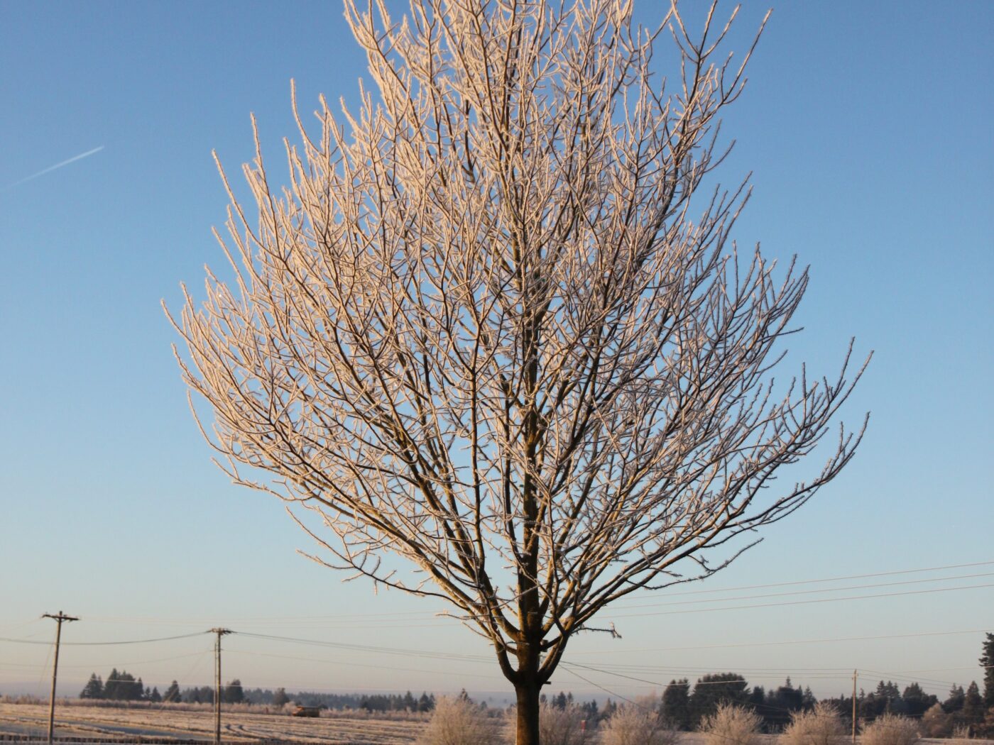 Zelkova, City Sprite - Campbell's Nursery