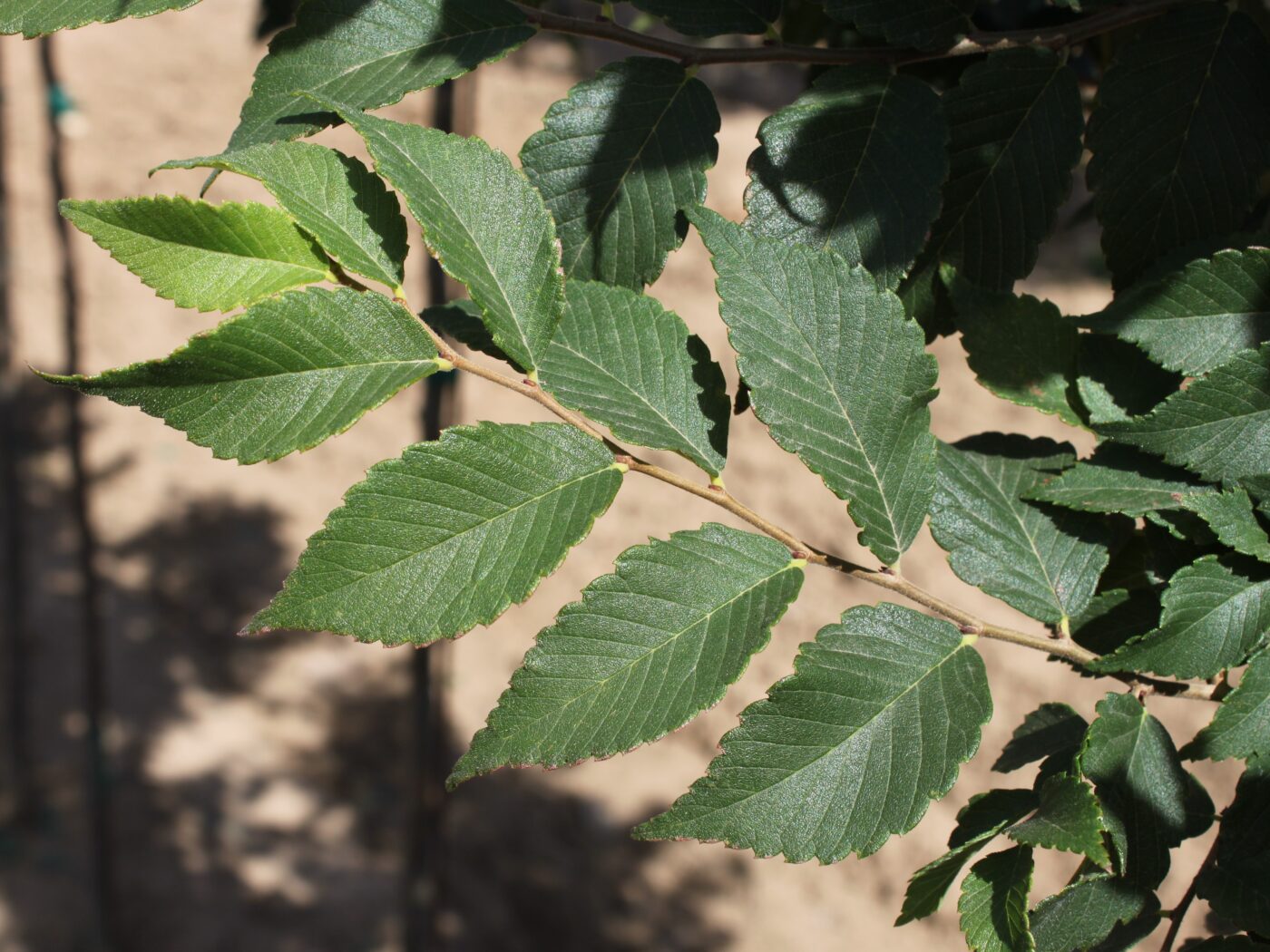 Zelkova, City Sprite - Campbell's Nursery