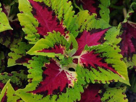 Coleus, Kong Junior Rose - Campbell's Nursery