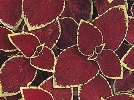 Coleus, Wizard Scarlet - Campbell's Nursery