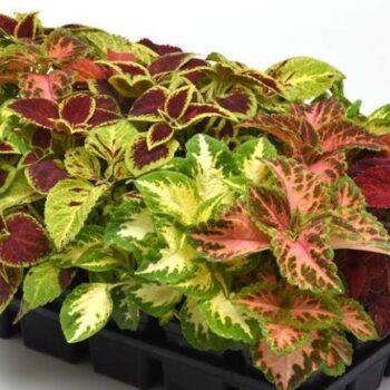 Coleus, Wizard Mix - Campbell's Nursery