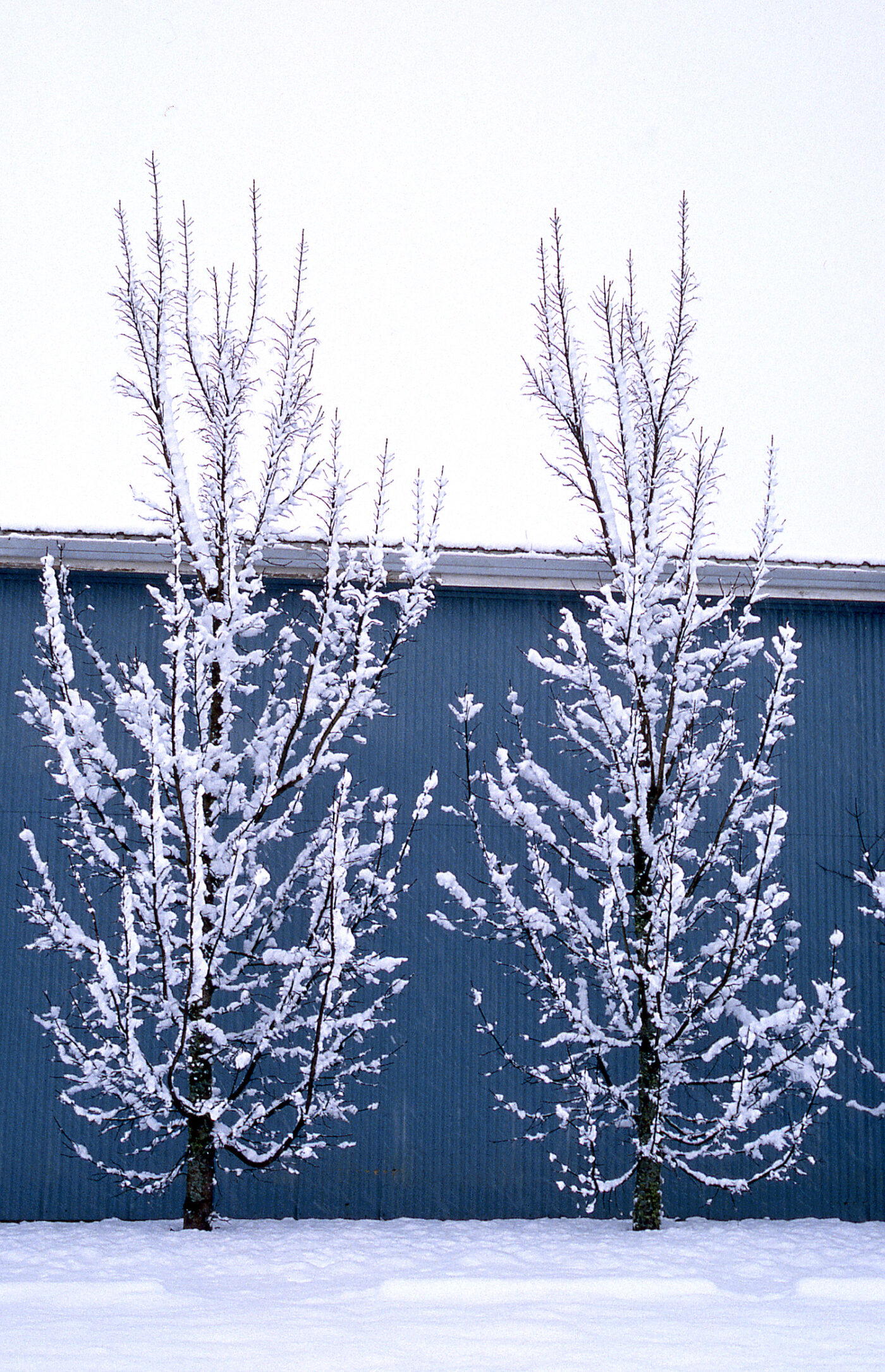 Maple, Norway Columnar - Campbell's Nursery