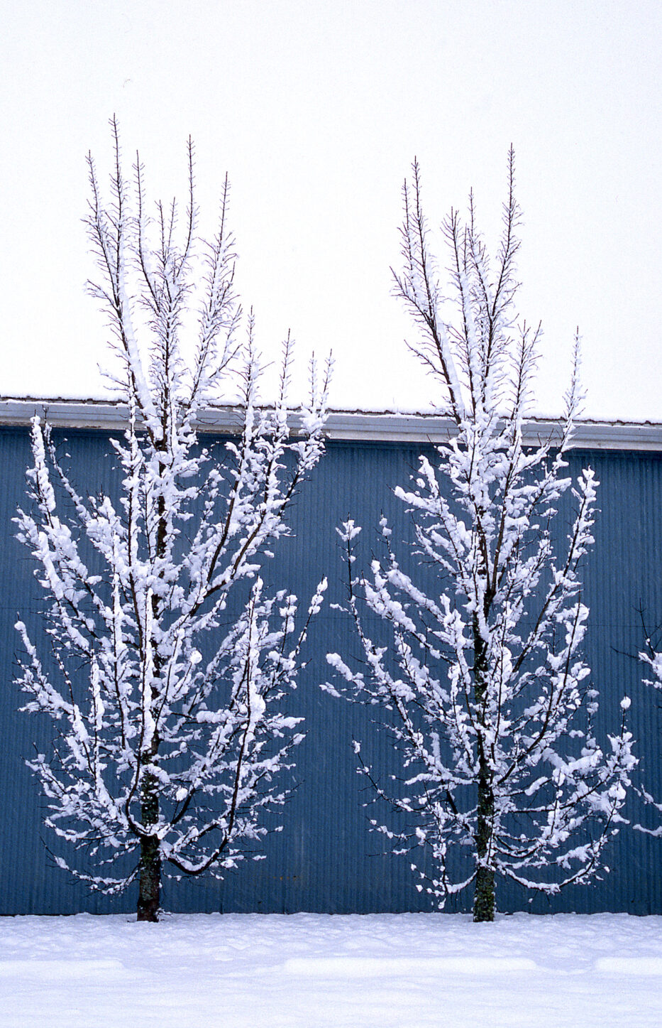 Maple, Norway Columnar - Campbell's Nursery