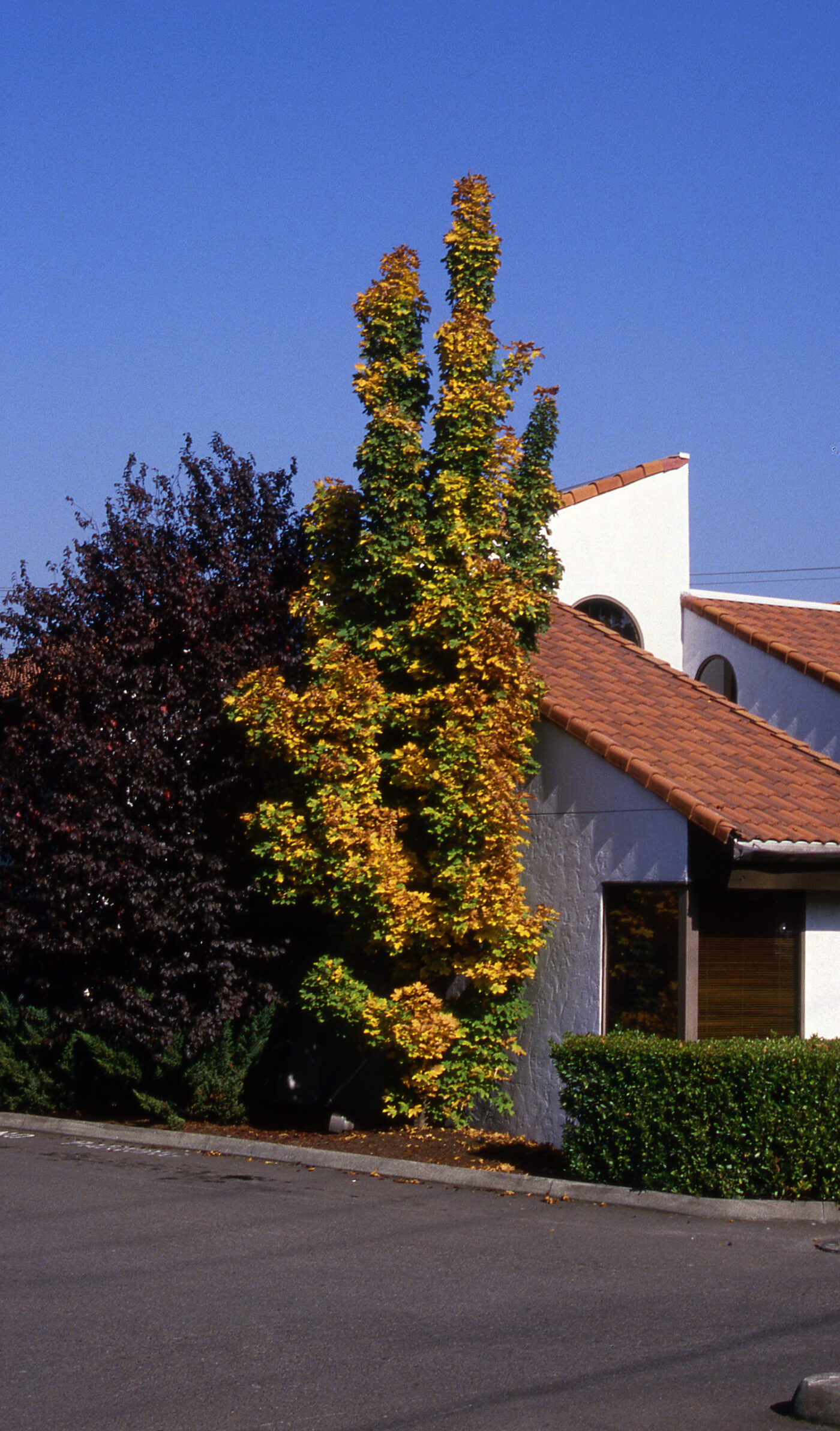 Maple, Norway Columnar - Campbell's Nursery