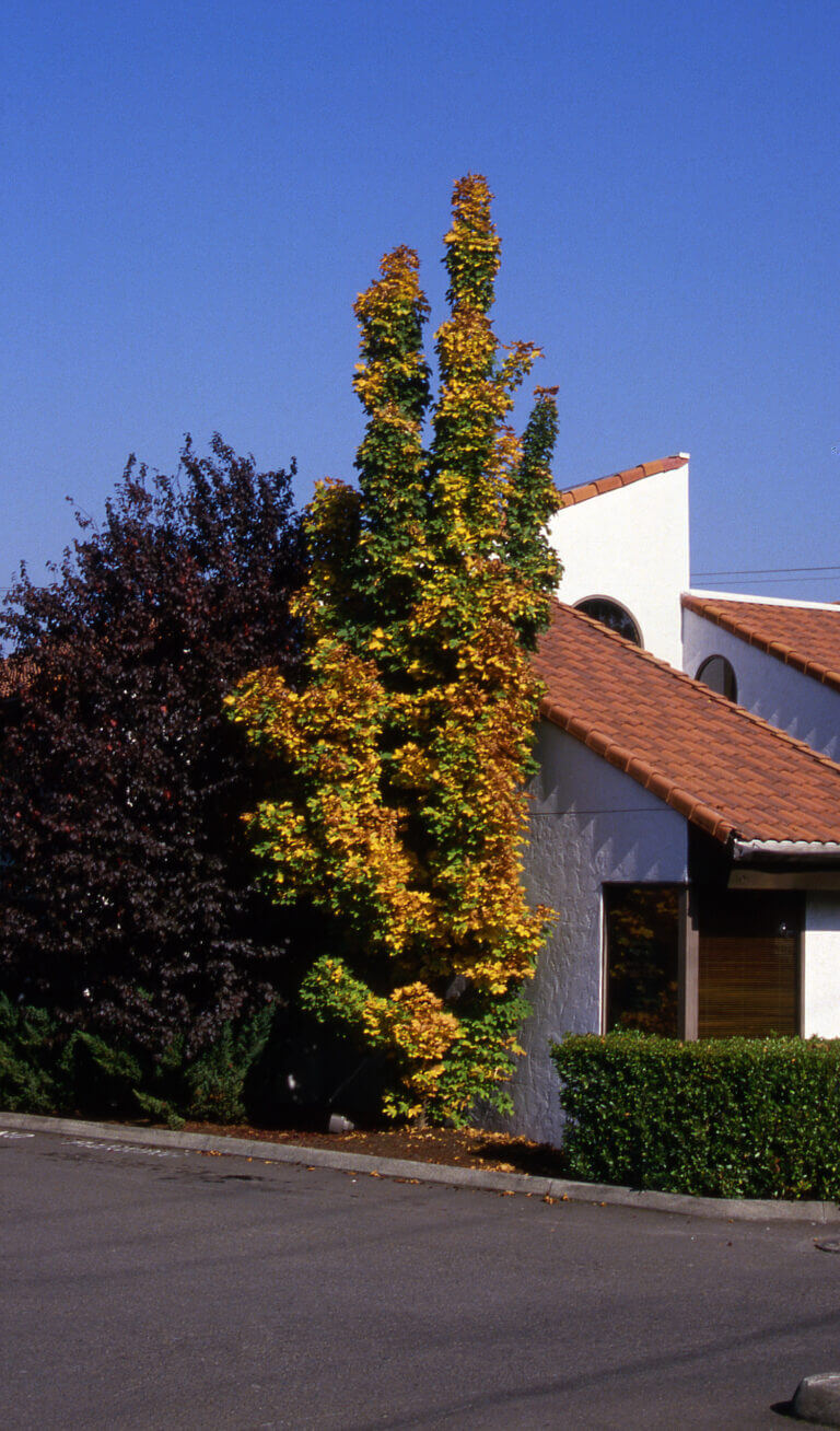 Maple, Norway Columnar - Campbell's Nursery