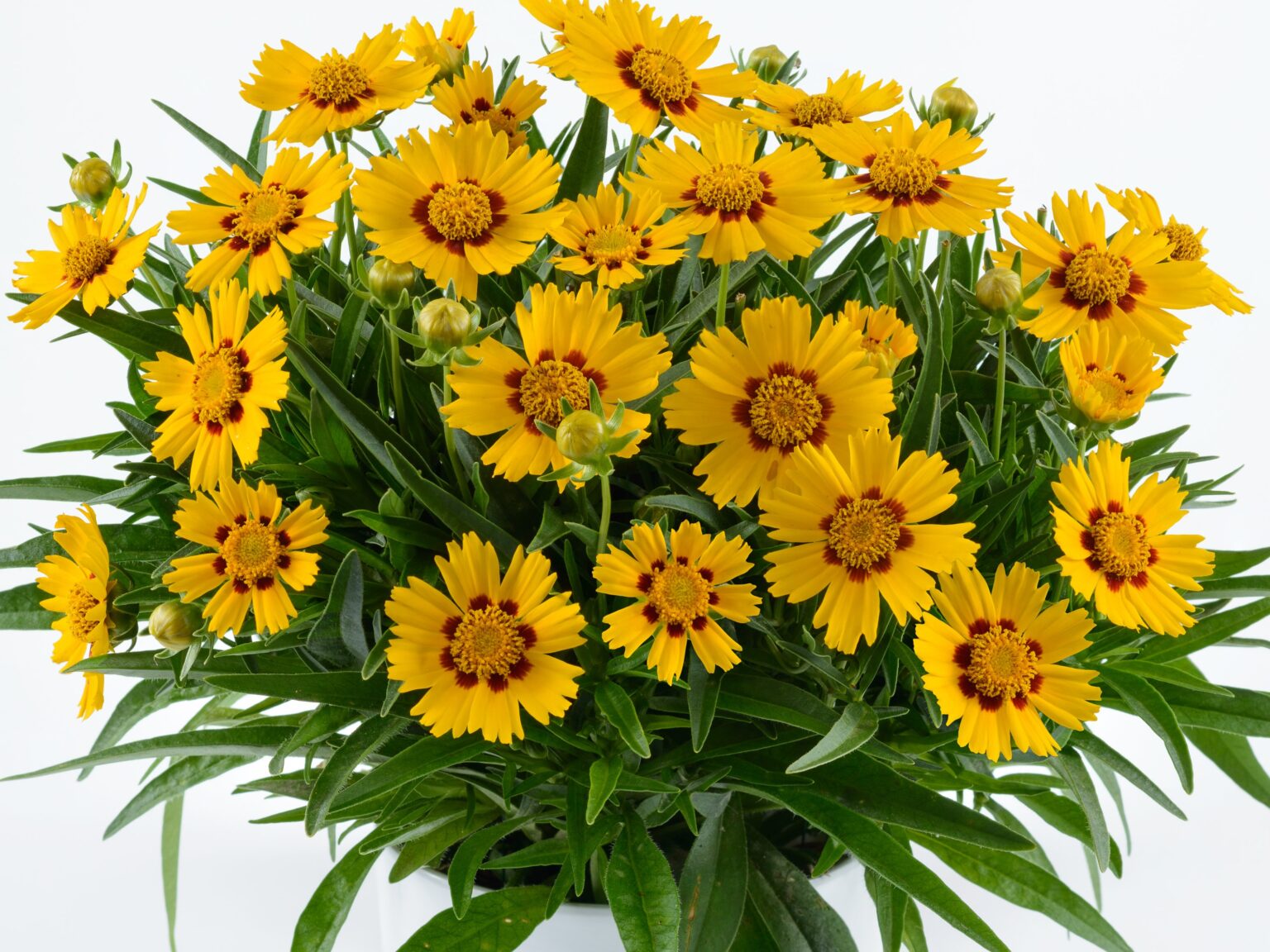 Coreopsis, Solanna Bright Touch - Campbell's Nursery