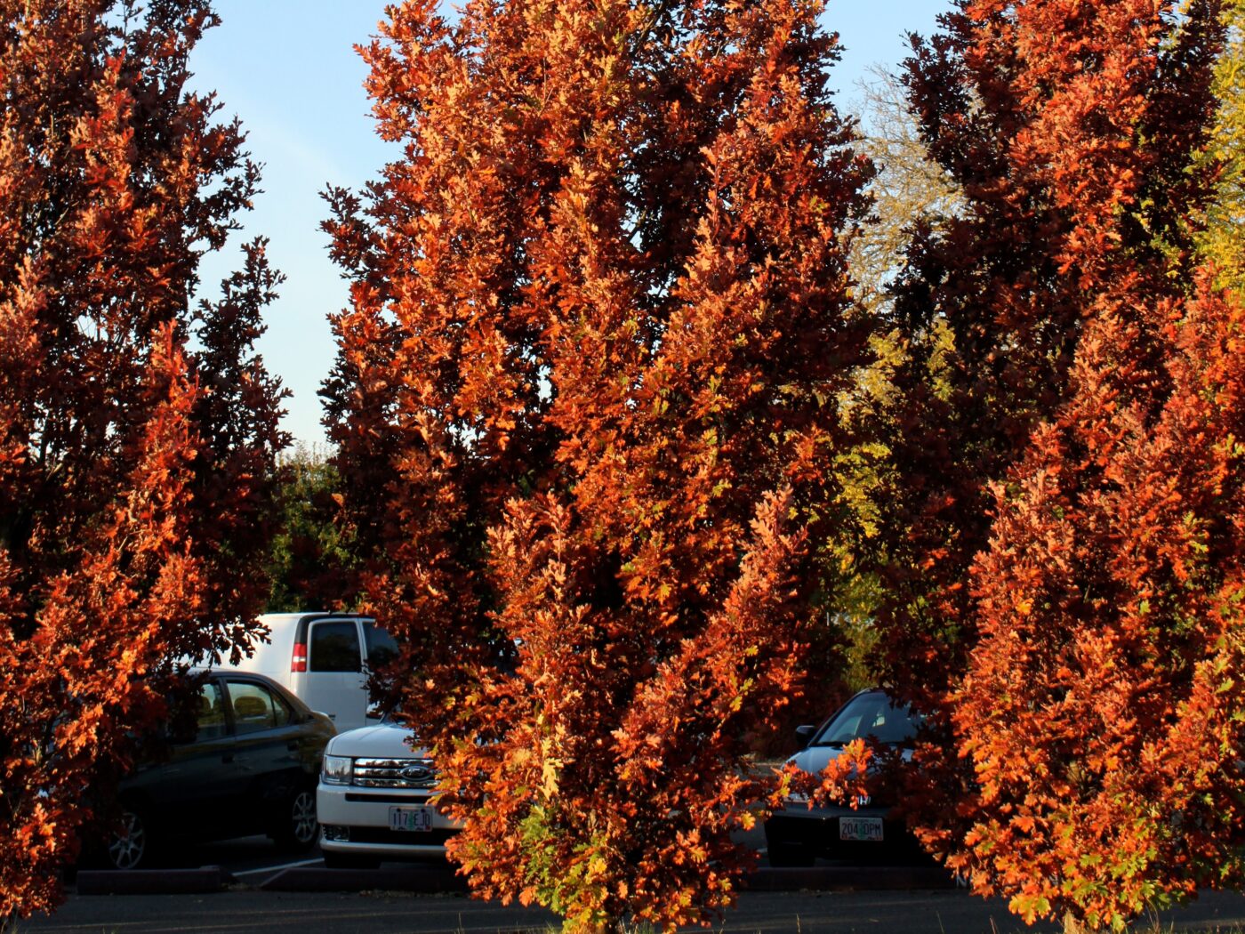 Oak, Hybrid Crimson Spire - Campbell's Nursery