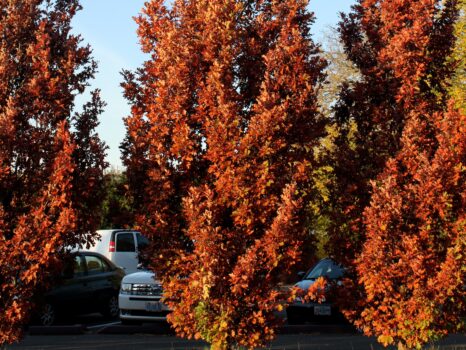Oak, Hybrid Crimson Spire - Campbell's Nursery