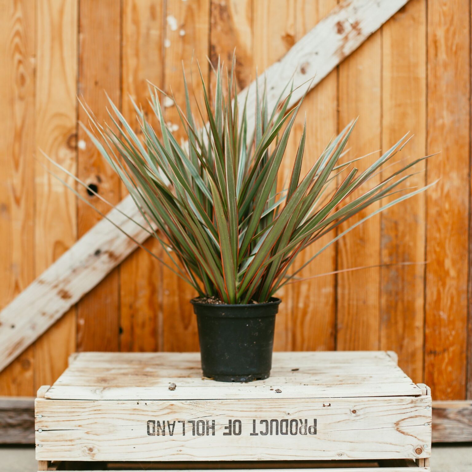 Dracaena, Bicolor - Campbell's Nursery