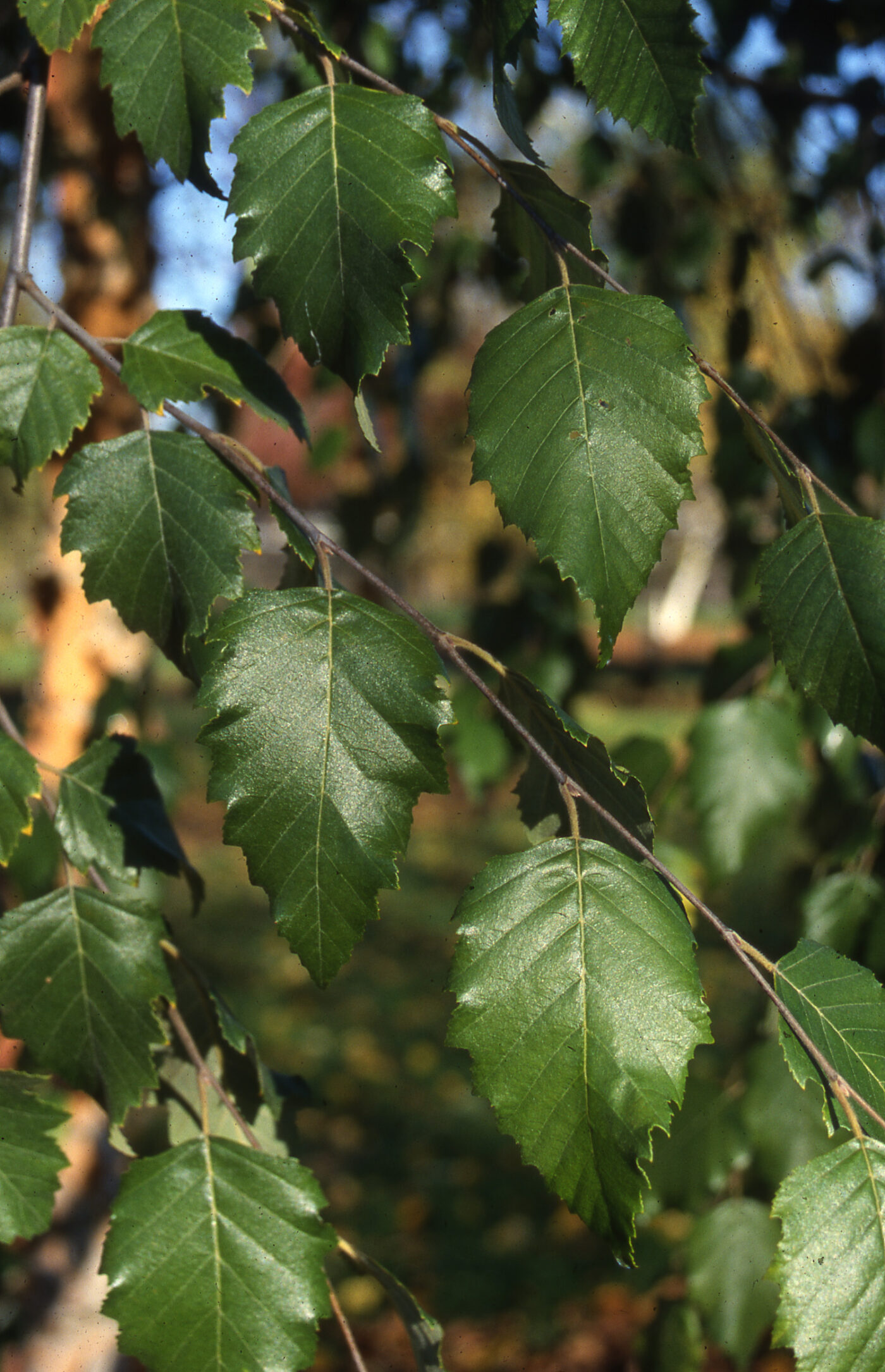 Birch, River Dura Heat - Campbell's Nursery