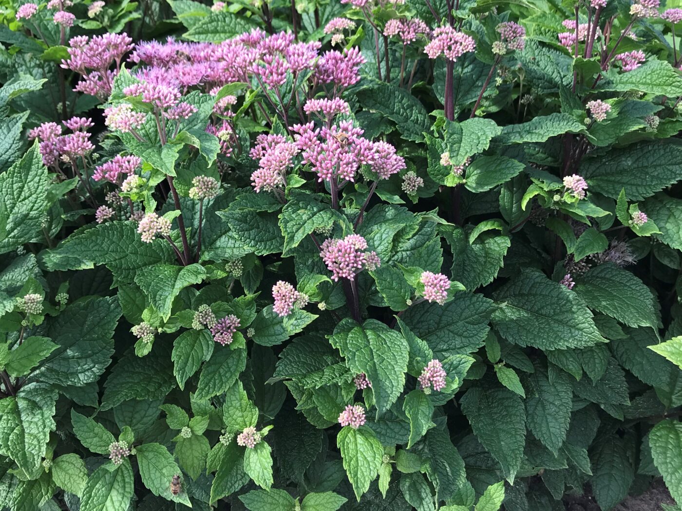 Joe Pye Weed, Little Joe - Campbell's Nursery