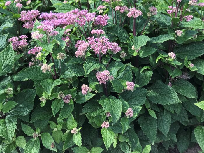 Joe Pye Weed, Little Joe - Campbell's Nursery
