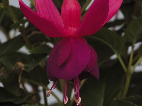 Fuchsia, President George Bartlett - Campbell's Nursery