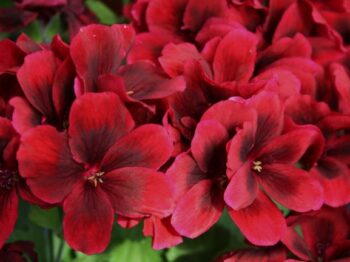 Geranium, Regal Aristo Velvet Red - Campbell's Nursery