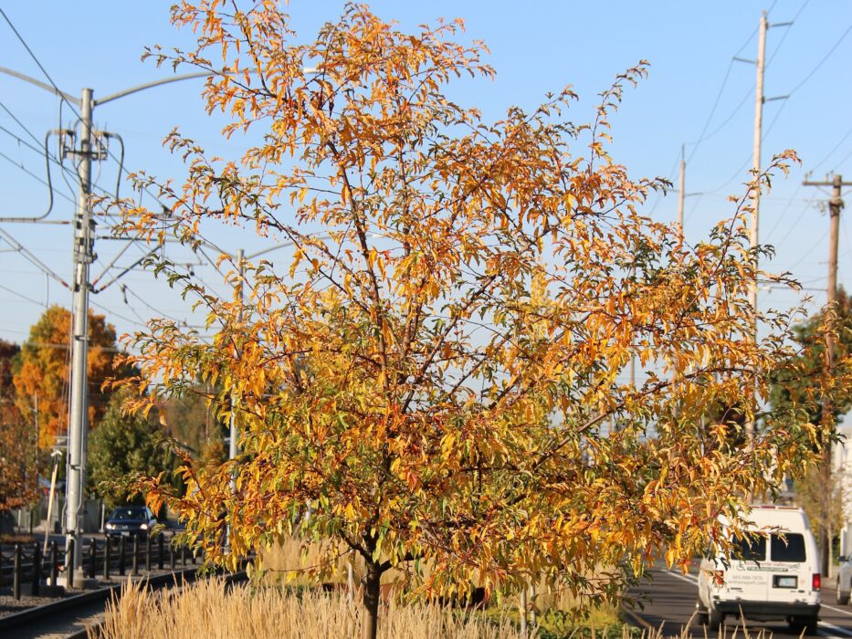 Crabapple, Golden Raindrops - Campbell's Nursery
