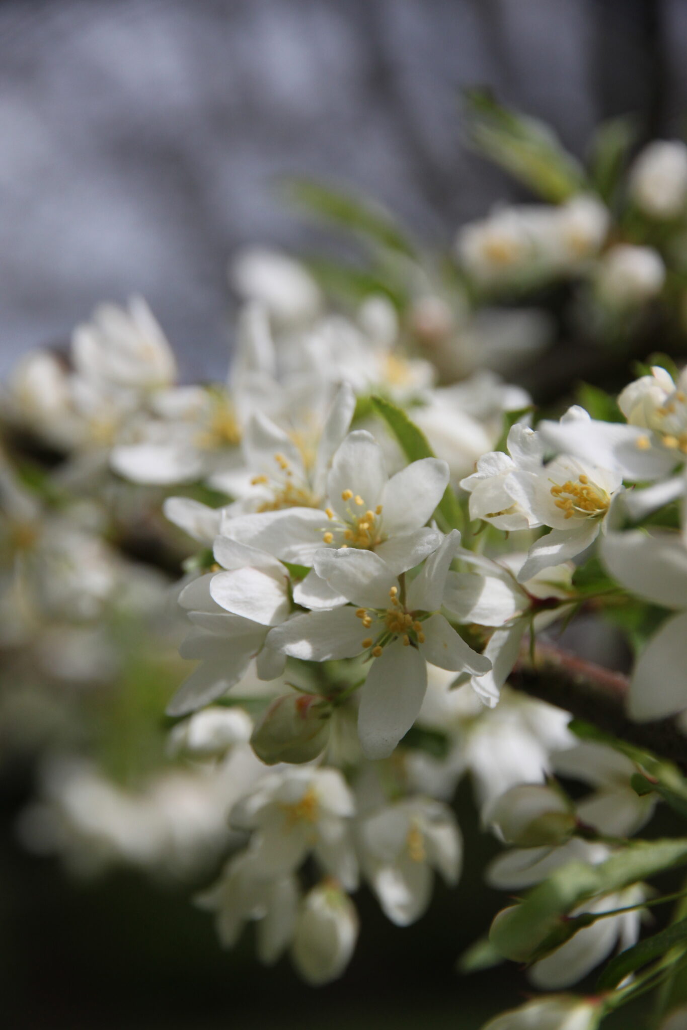 Crabapple, Golden Raindrops - Campbell's Nursery