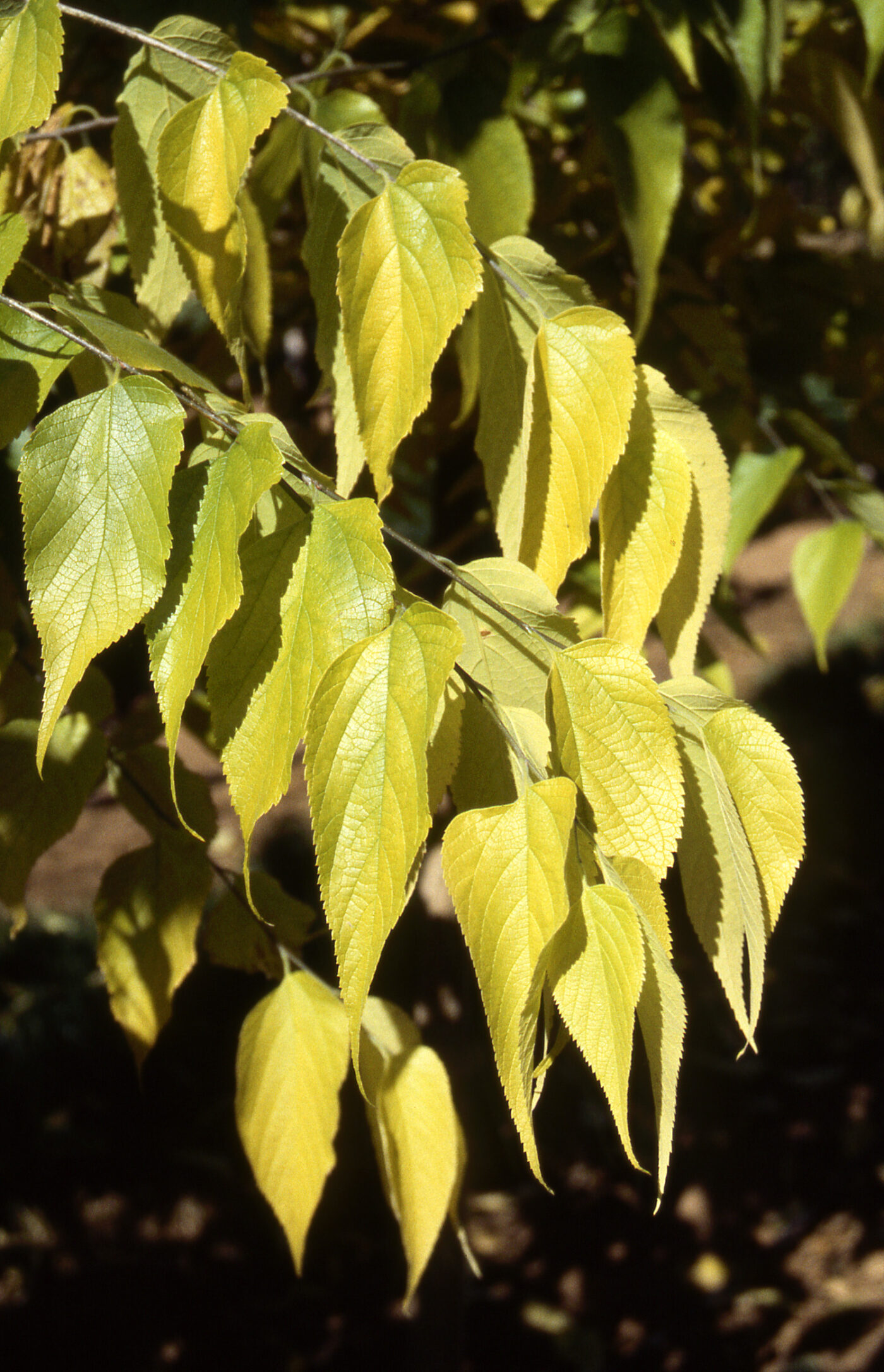 Hackberry - Campbell's Nursery