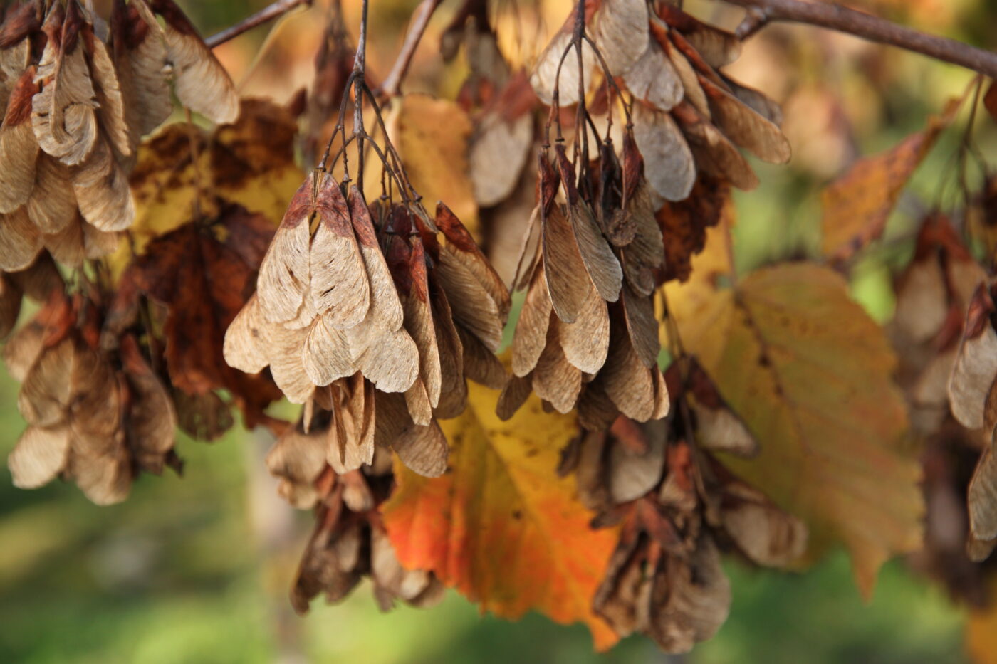 Maple, Tatarian Hot Wings - Campbell's Nursery