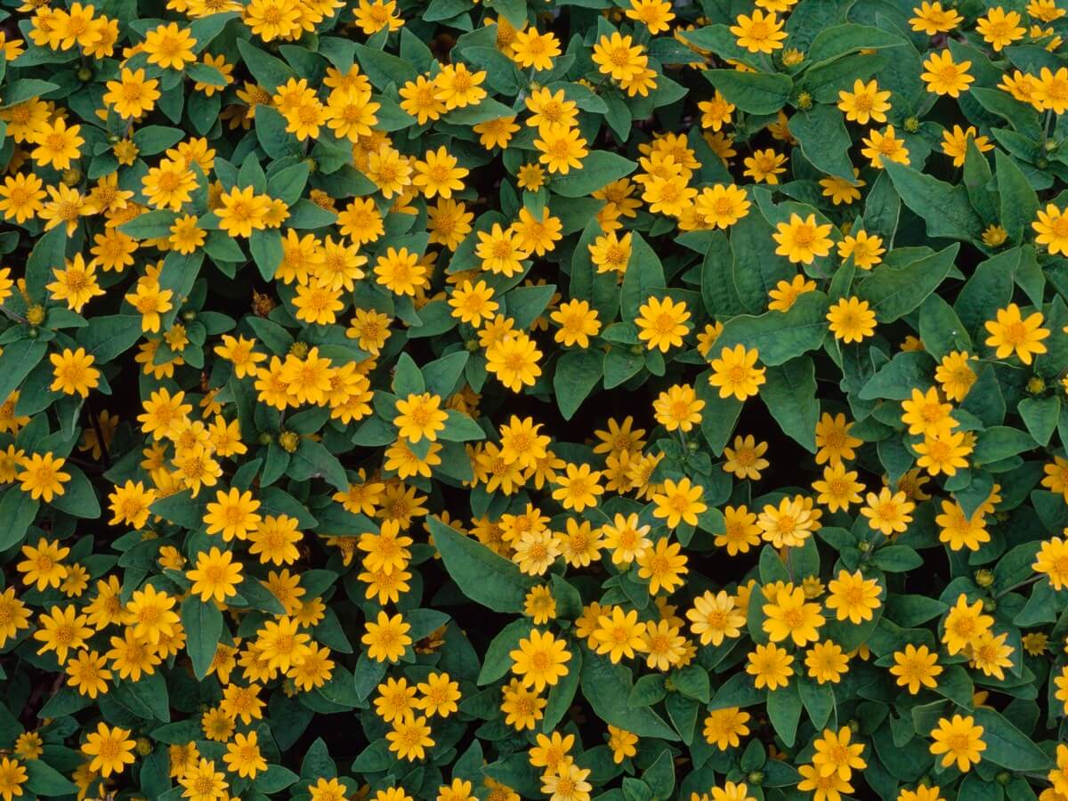 Melampodium, Showstar - Campbell's Nursery