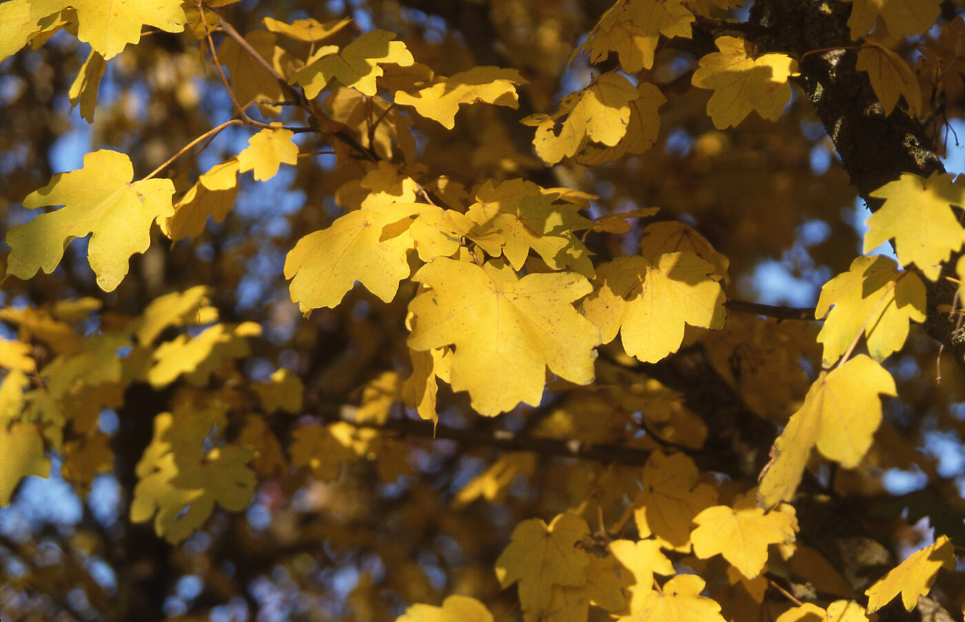 Maple, Metro Gold - Campbell's Nursery