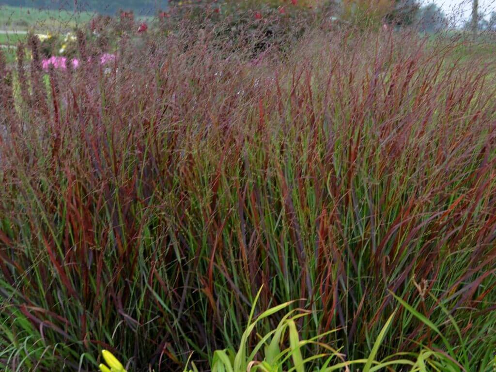 Grass, Switchgrass Cheyenne Sky - Campbell's Nursery