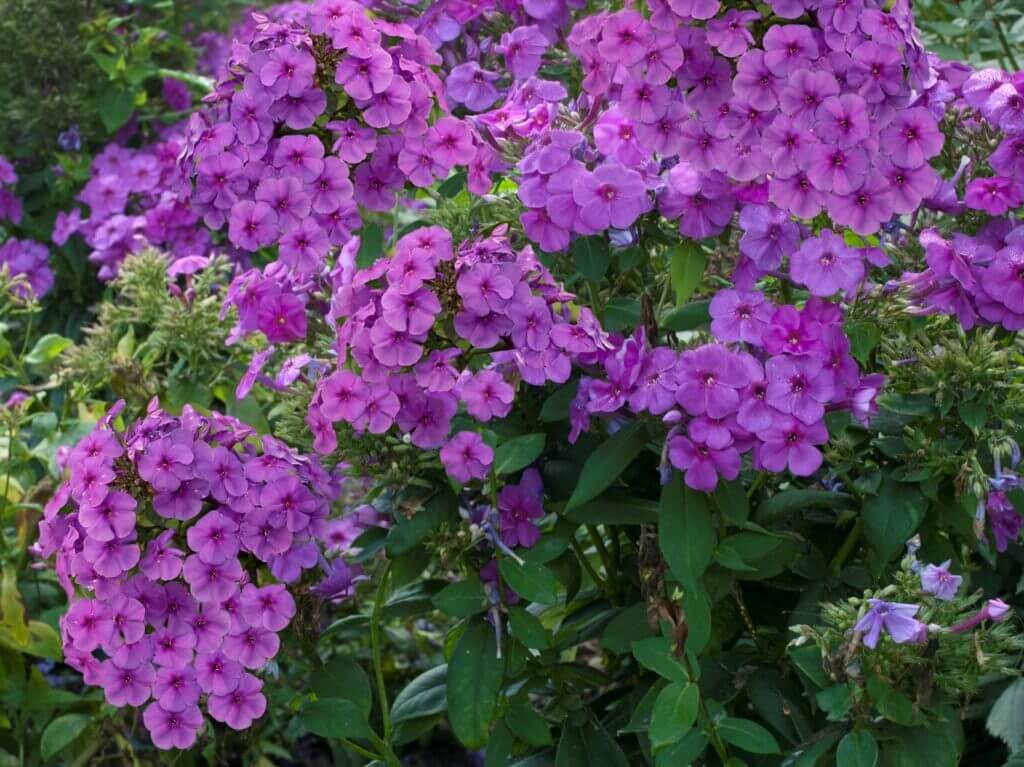 Phlox, Flame Purple - Campbell's Nursery