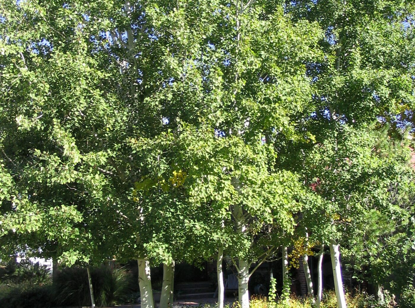 Aspen, Prairie Gold - Campbell's Nursery