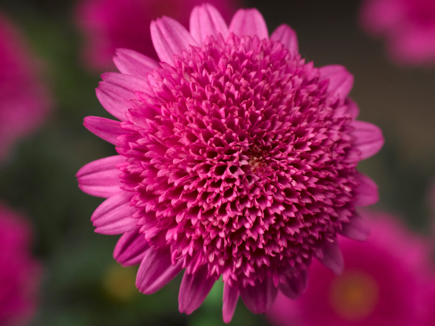 Argyranthemum, Sassy Double Deep Rose - Campbell's Nursery