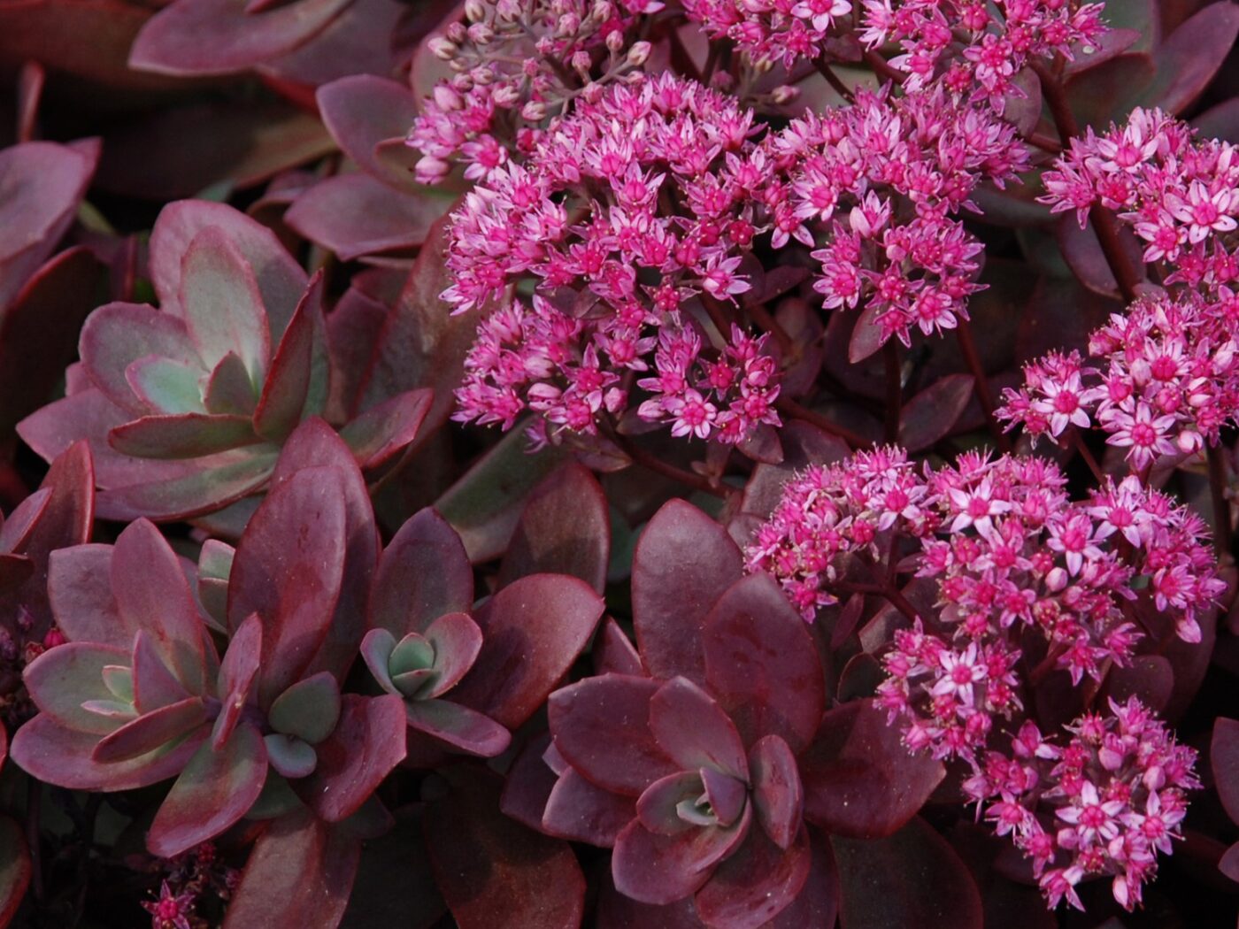 Sedum, Firecracker - Campbell's Nursery