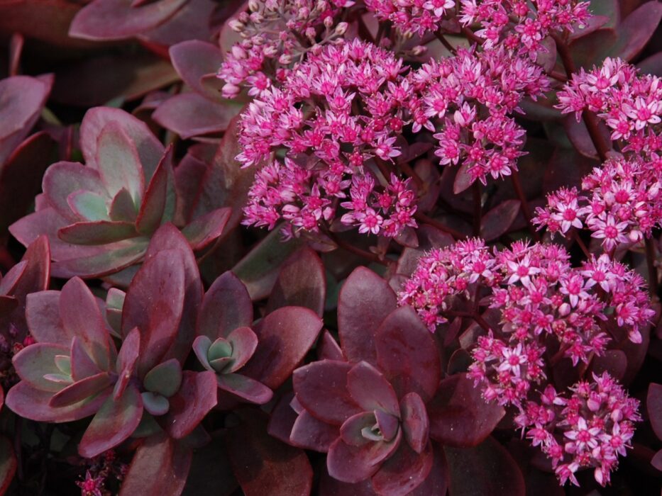 Sedum, Firecracker - Campbell's Nursery