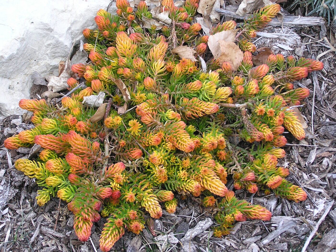 Sedum, Angelina - Campbell's Nursery