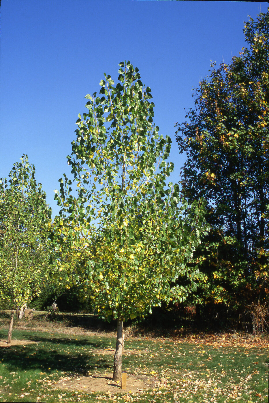 Cottonwood, Siouxland - Campbell's Nursery