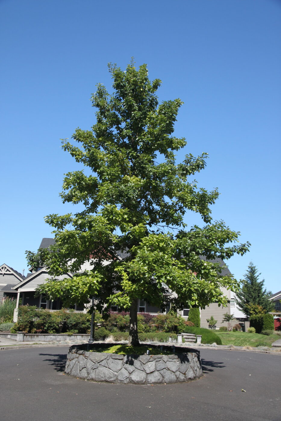 Oak, Swamp White - Campbell's Nursery