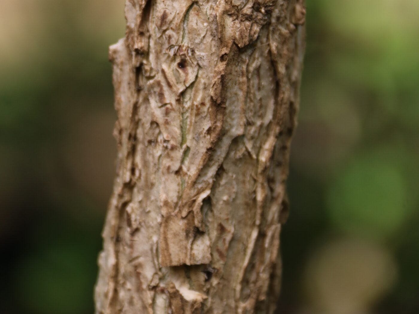 Filbert, Turkish - Campbell's Nursery