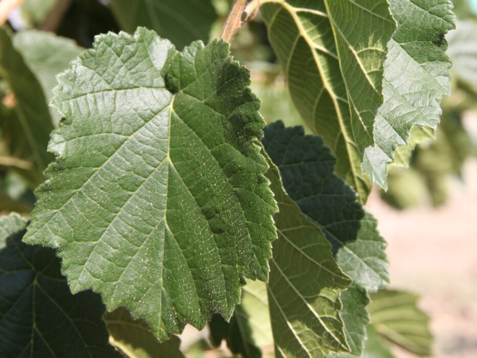 Filbert, Turkish - Campbell's Nursery