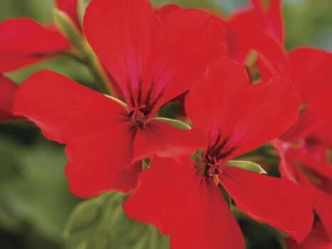 Geranium, Caliente Deep Red - Campbell's Nursery
