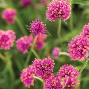 Gomphrena, Truffula Pink - Campbell's Nursery